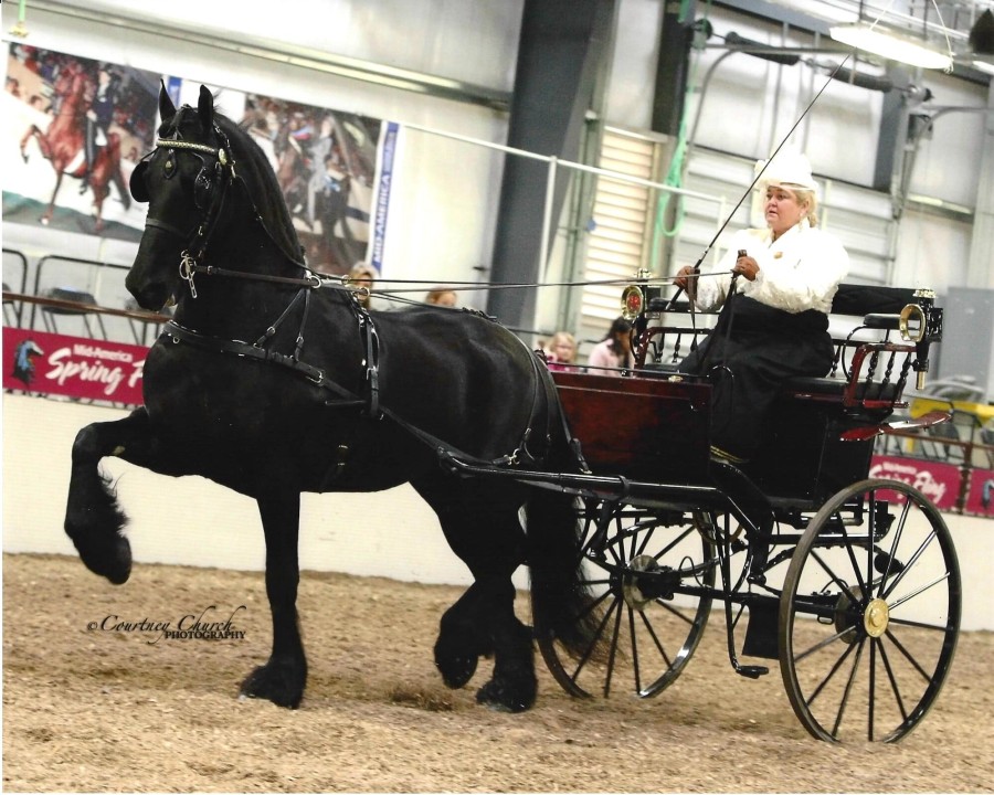 Friesian Heritage & Sporthorse News & Promotions